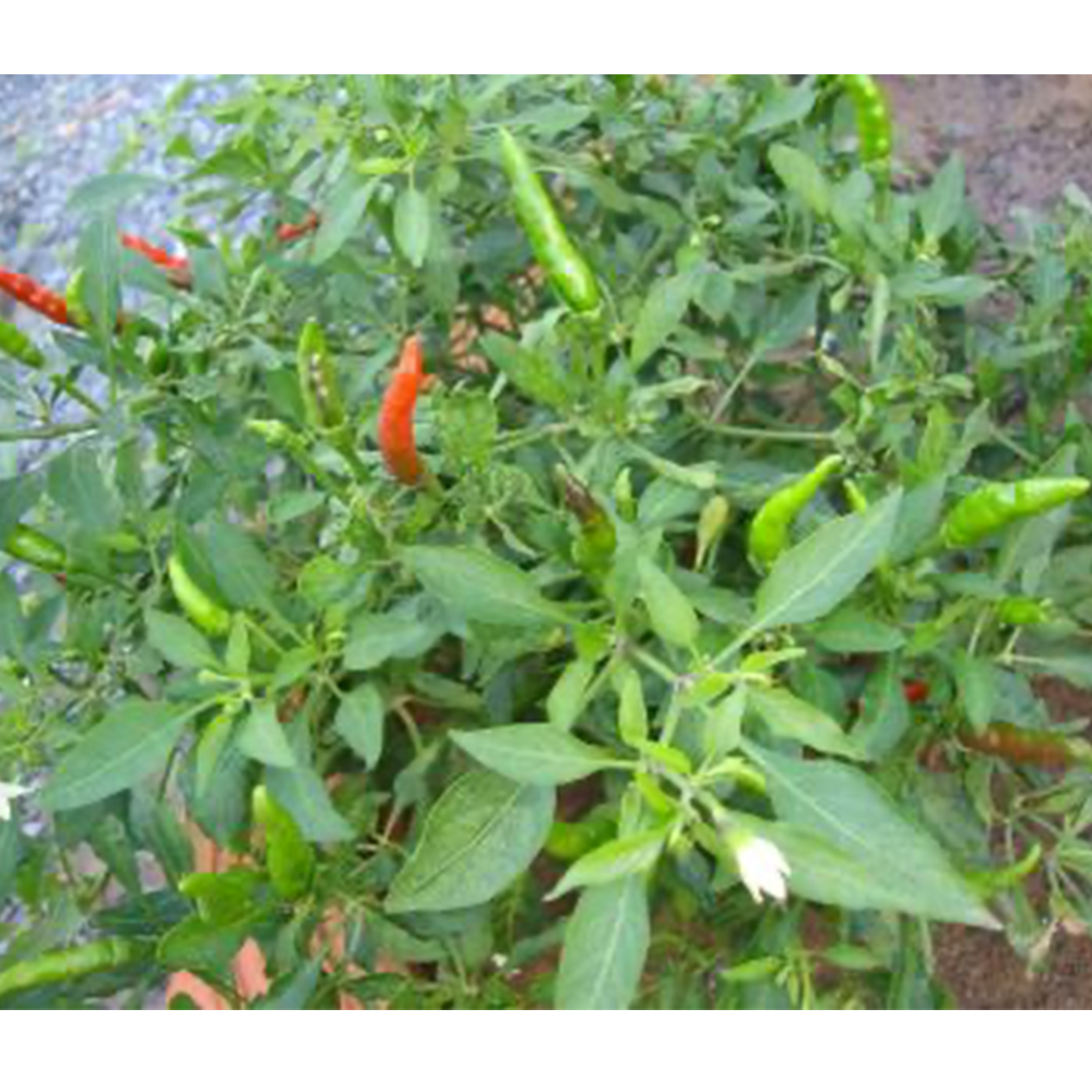 Petit Piment - Mr Bricolage