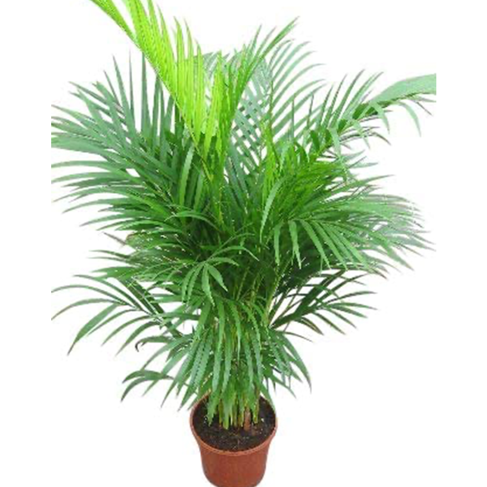 Palmier Multipliant - Mr Bricolage