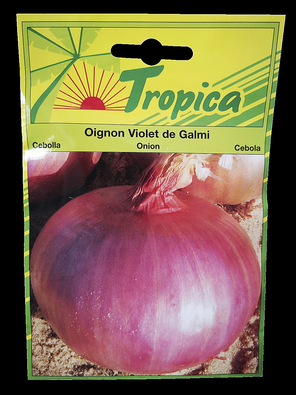 Oignon violet de galmi - Mr Bricolage